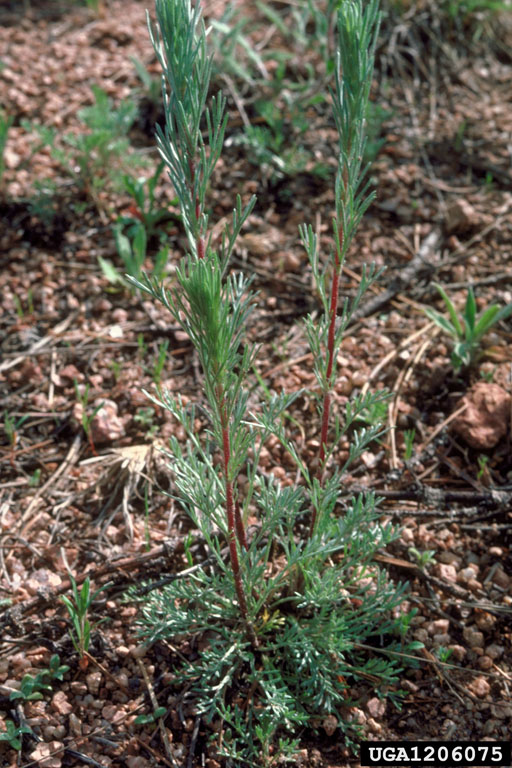 common sagewort (Artemisia campestris)