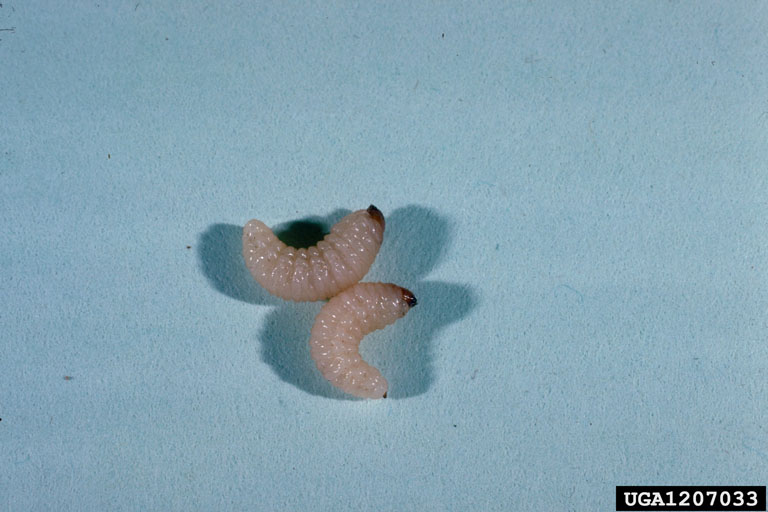 white pine weevil (Pissodes strobi (Peck, 1817))