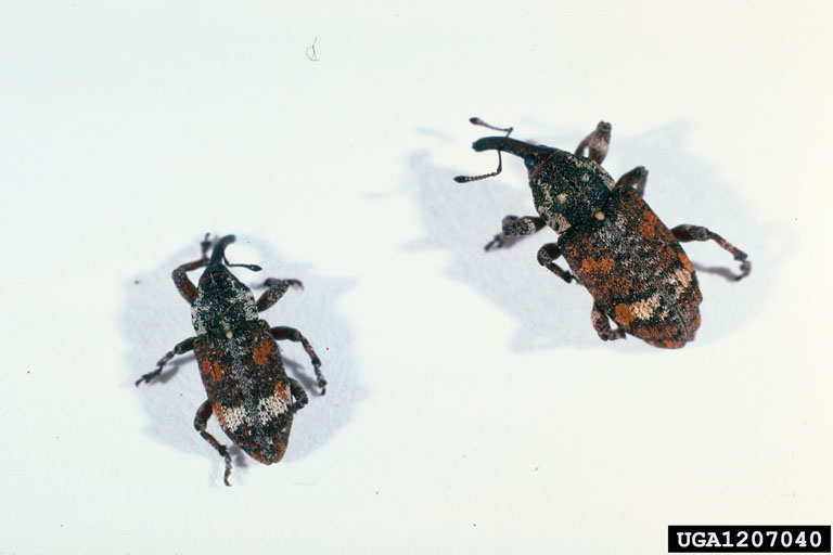 white pine weevil (Pissodes strobi)