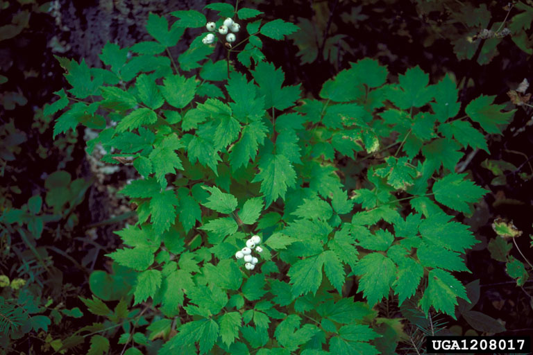 red baneberry (Actaea rubra)