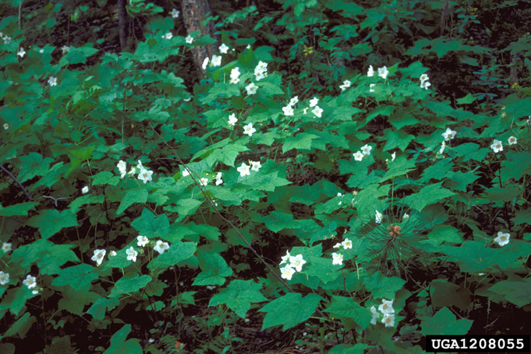western thimbleberry (Rubus parviflorus)