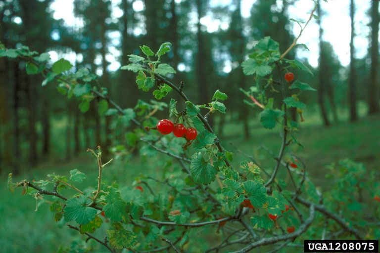 wax currant (Ribes cereum)