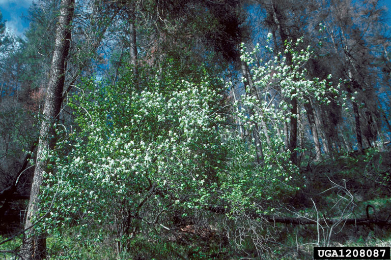 serviceberry (Amelanchier alnifolia (Nutt.) Nutt. ex M. Roemer)