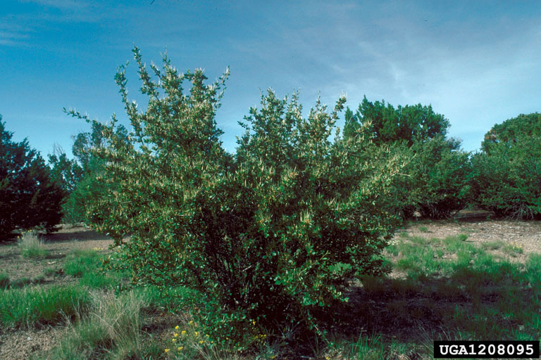alderleaf mountain mahogany (Cercocarpus montanus)