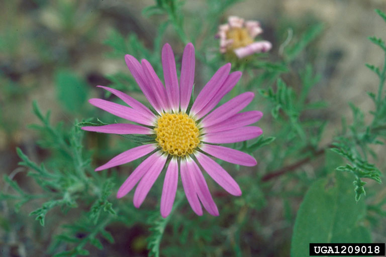 tahoka daisy (Machaeranthera tanacetifolia)