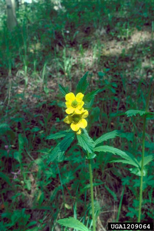 yellow avens (Geum aleppicum Jacq.)