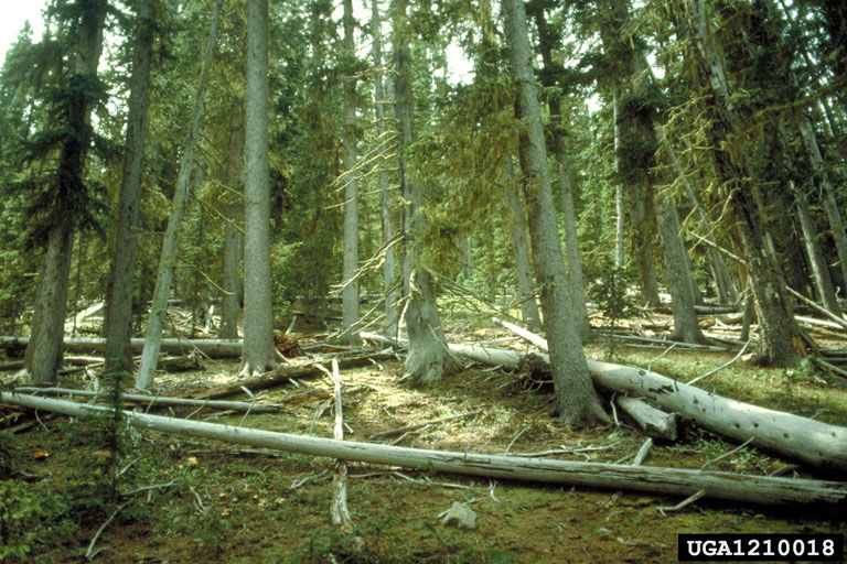 Engelmann Spruce-Subalpine Fir