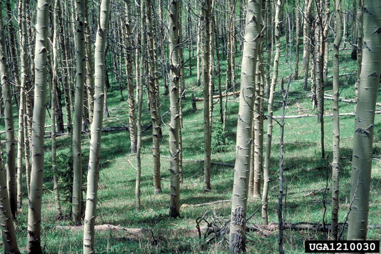 quaking aspen (Populus tremuloides Michx.)
