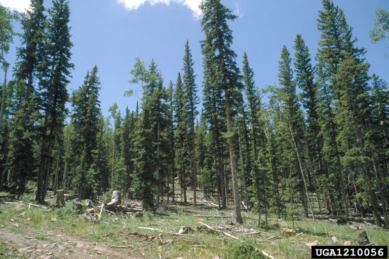 Engelmann Spruce-Subalpine Fir
