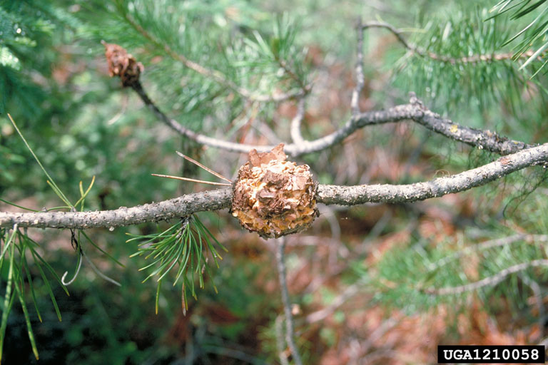 western gall rust (Endocronartium harknessii Hirats.)