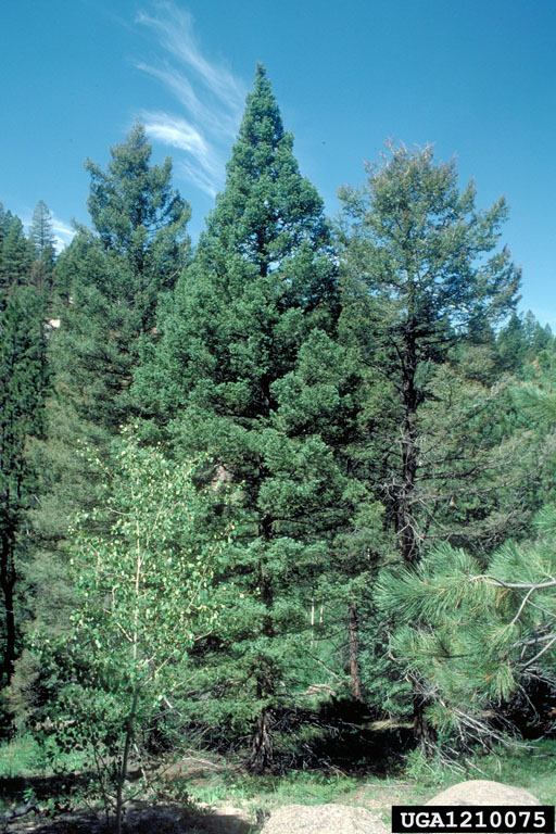 Douglas-fir (Genus Pseudotsuga)