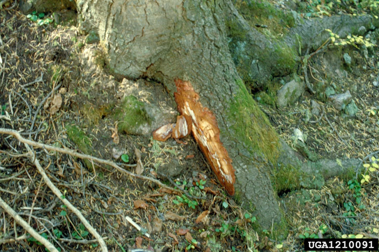 Armillaria root rots (Genus Armillaria)
