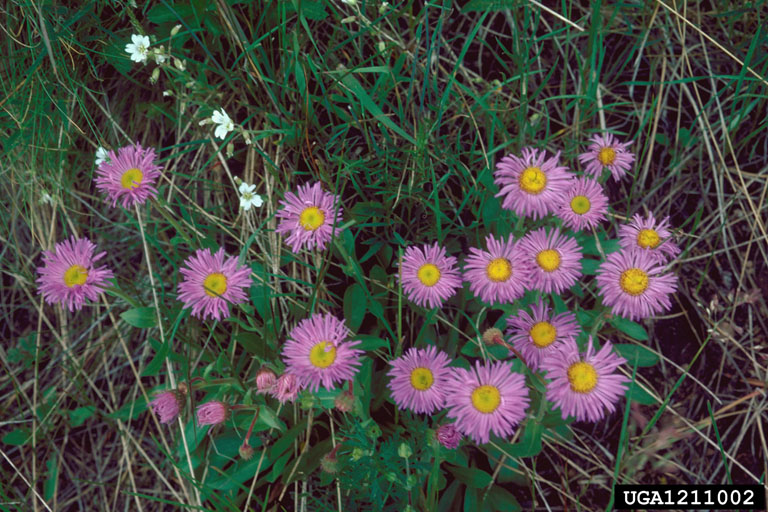 subalpine fleabane (Erigeron peregrinus)