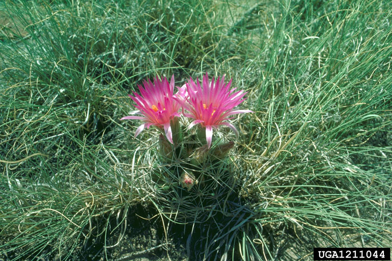 spinystar cactus (Escobaria vivipara var. vivipara (Nutt.) Buxbaum)