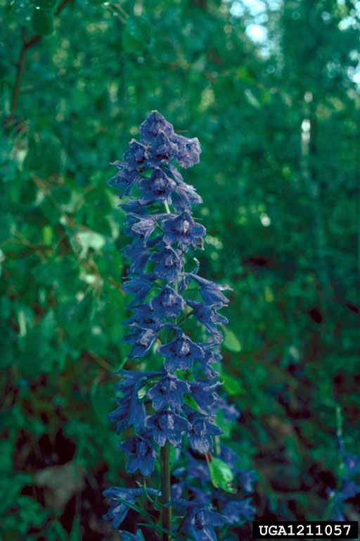 mountain larkspur (Delphinium ramosum Rydb.)