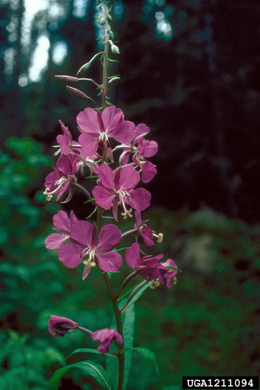 fireweed (Chamerion angustifolium (L.) Holub)