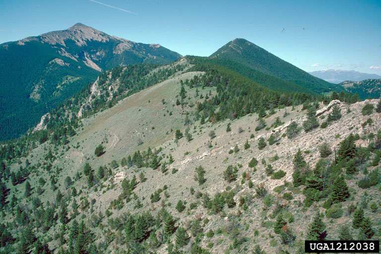 Synonym for Mountains (mountain)