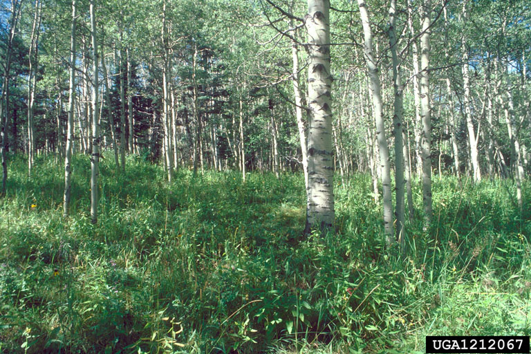 quaking aspen (Populus tremuloides)