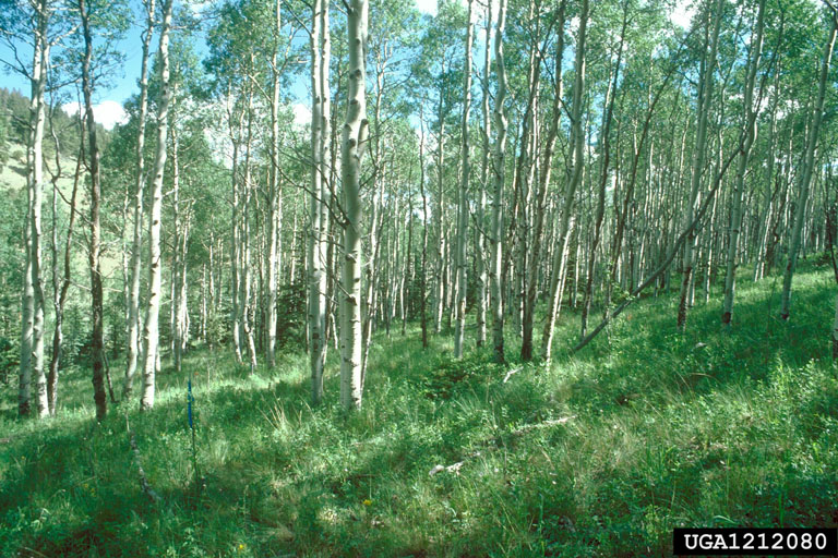 quaking aspen (Populus tremuloides Michx.)