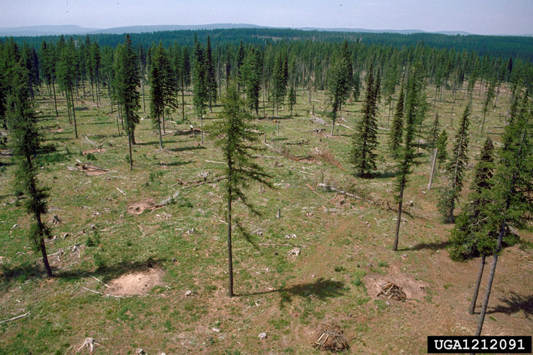 western larch (Larix occidentalis)