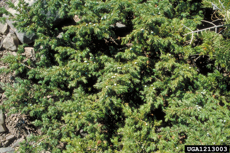 common juniper (Juniperus communis L.)