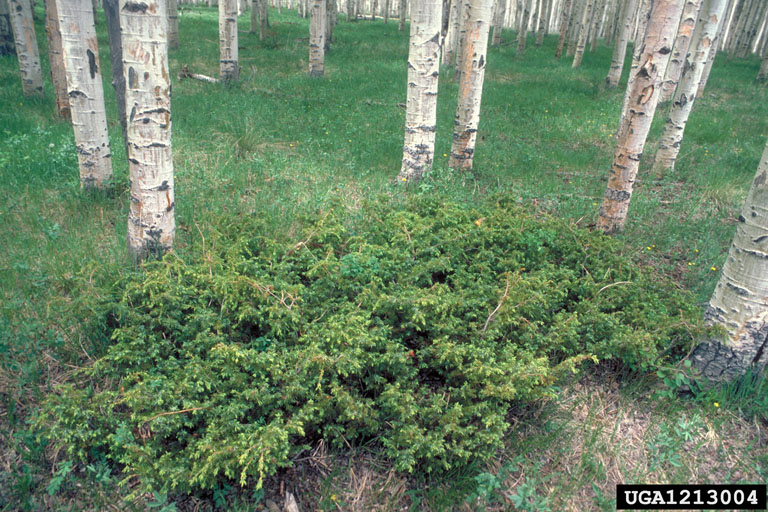 common juniper (Juniperus communis L.)
