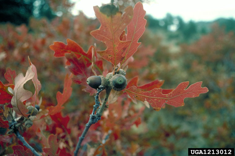 Gambel oak (Quercus gambelii Nutt.)