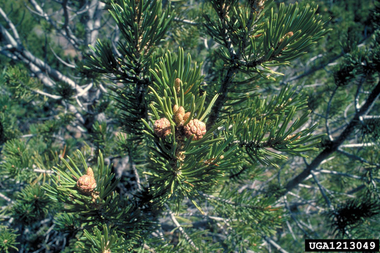 two needle pinyon (Pinus edulis Engelm.)