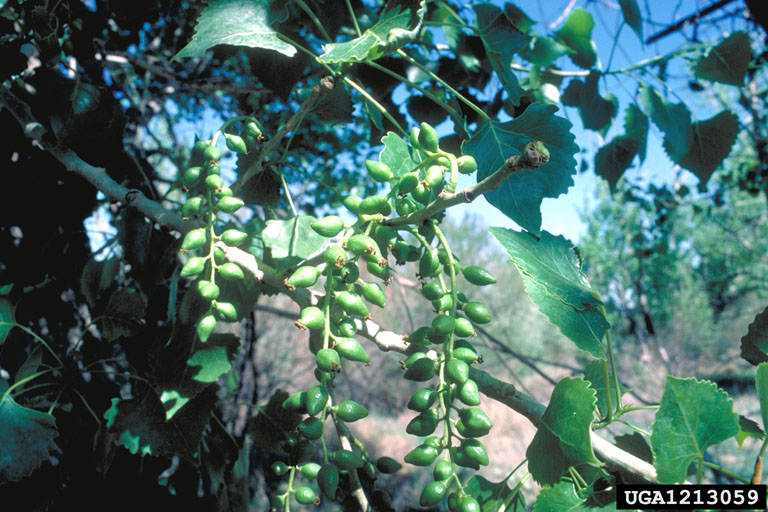 plains cottonwood (Populus deltoides ssp. monilifera)