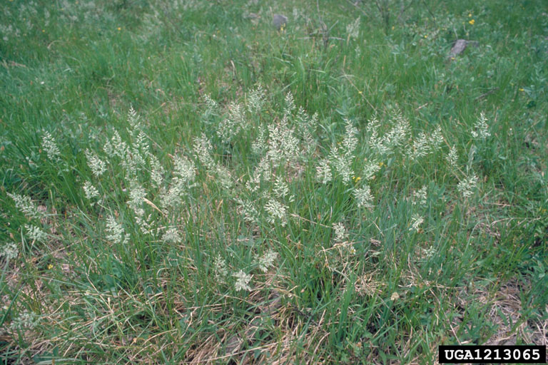 wheeler bluegrass (Poa nervosa)