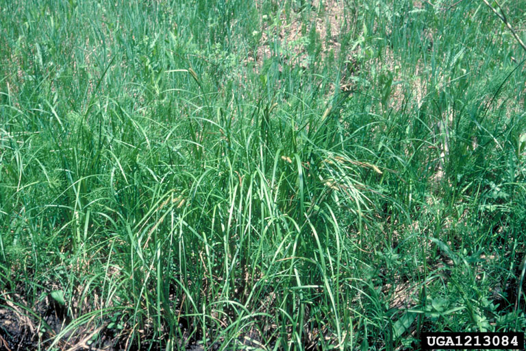Nebraska sedge (Carex nebrascensis Dewey)