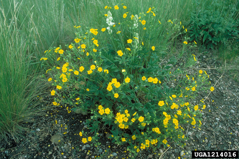 slender cinquefoil (Potentilla gracilis Dougl. ex Hook.)