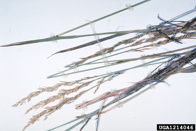 spike fescue (Leucopoa kingii)