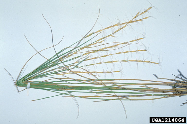 bluebunch wheatgrass (Pseudoroegneria spicata ssp. spicata (Pursh) A. Löve)