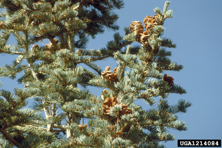 white fir, Abies concolor (Pinales: Pinaceae) - 1214084