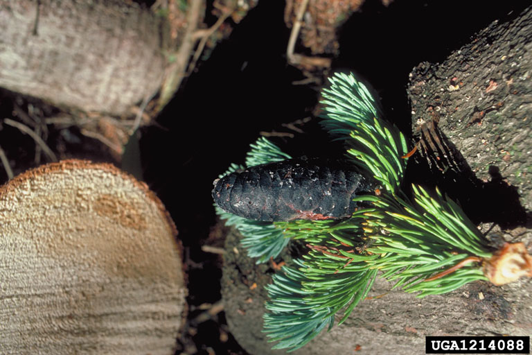 subalpine fir (Abies lasiocarpa (Hook.) Nutt.)