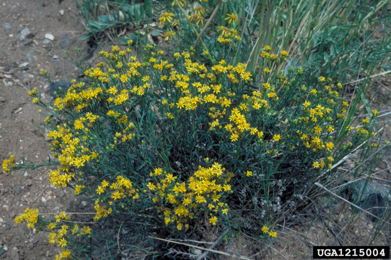 broom snakeweed, Gutierrezia sarothrae (Asterales: Asteraceae) - 1215004
