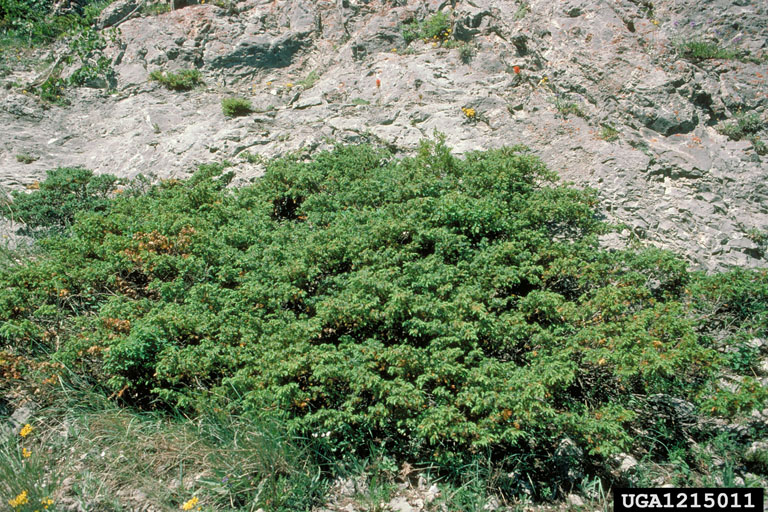 common juniper (Juniperus communis)