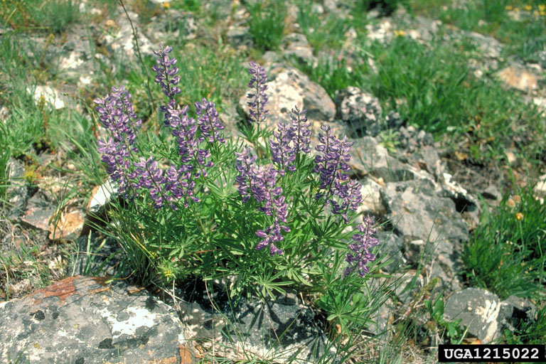 lupine (Genus Lupinus L.)