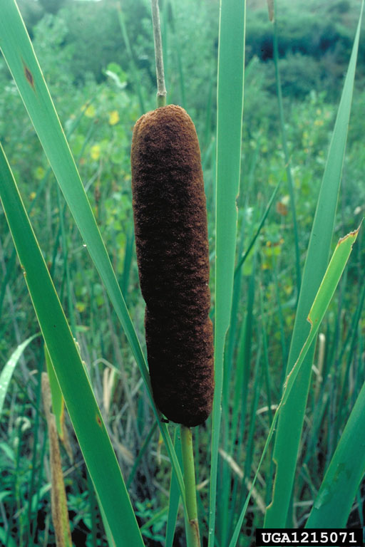 common cattail (Typha latifolia)