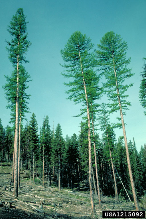western larch (Larix occidentalis Nutt.)