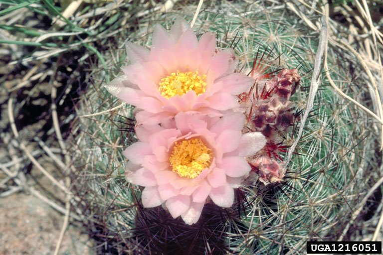 Simpson hedgehog cactus, Pediocactus simpsonii (Caryophyllales ...