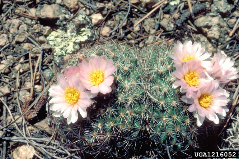 Simpson hedgehog cactus (Pediocactus simpsonii)