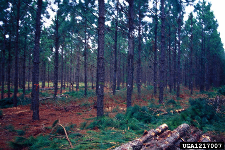 thinning (stand)