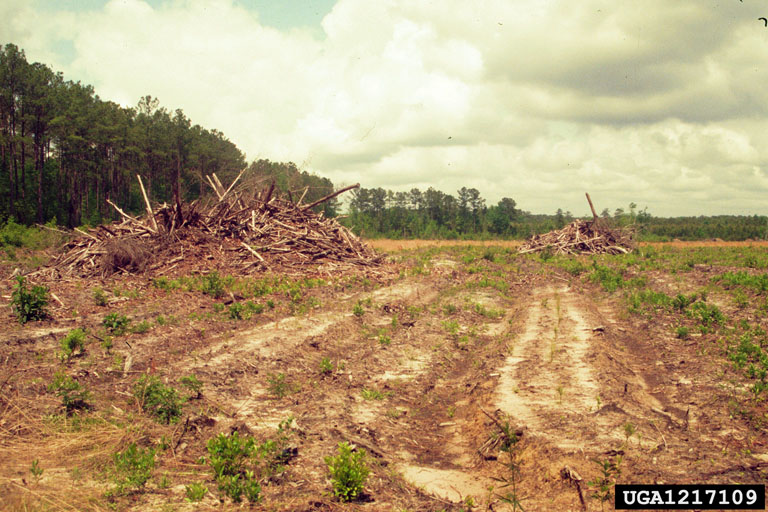 windrowing or piling-1217109