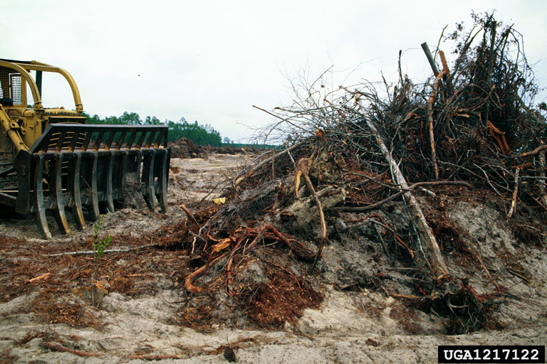 windrowing or piling