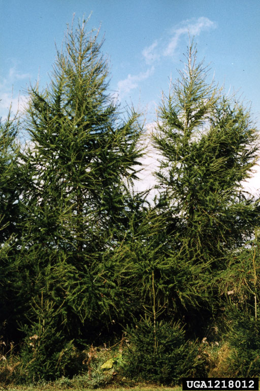 European larch (Larix decidua P. Mill.)