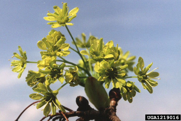 Norway maple (Acer platanoides L.)