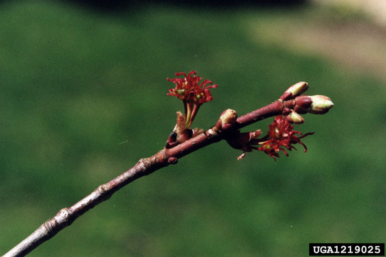 red maple (Acer rubrum L.)