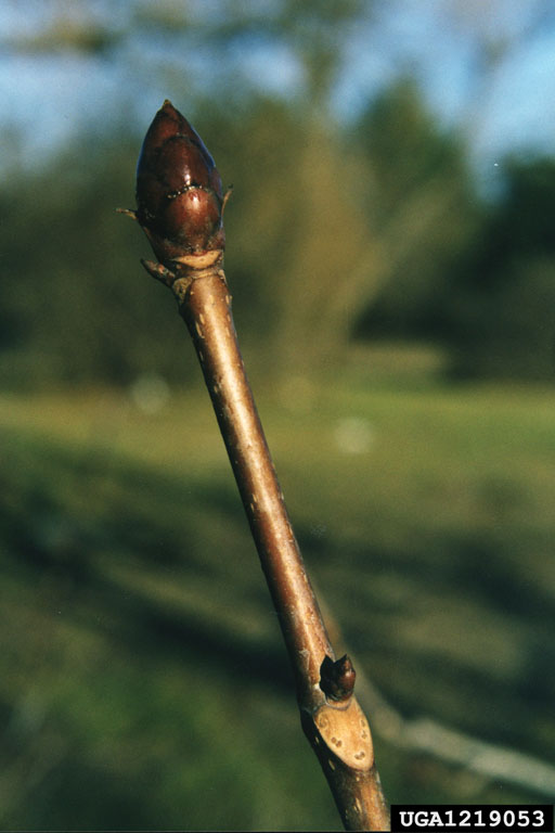 common horse chestnut (Aesculus hippocastanum L.)